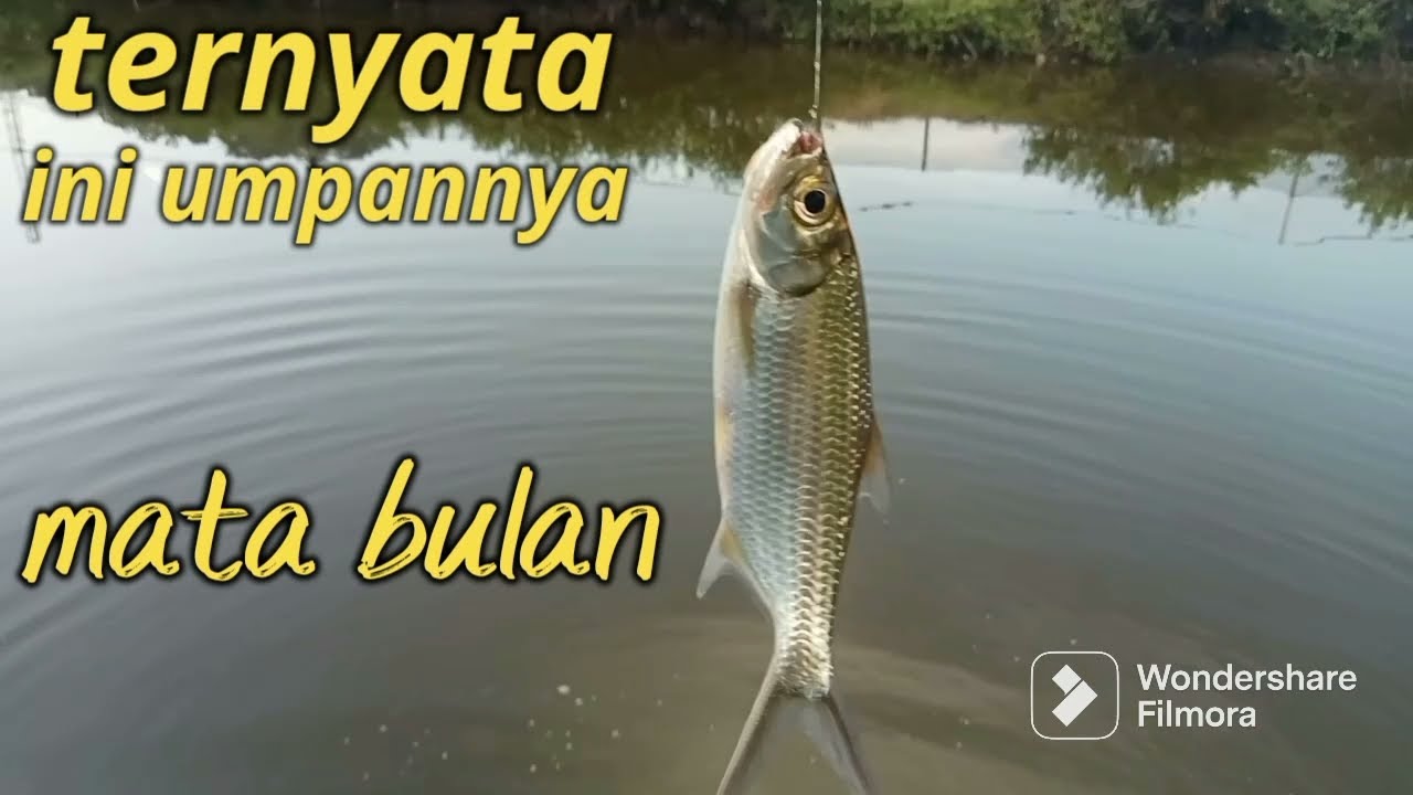 mata bulan penghuni kolam belakang rumah - YouTube