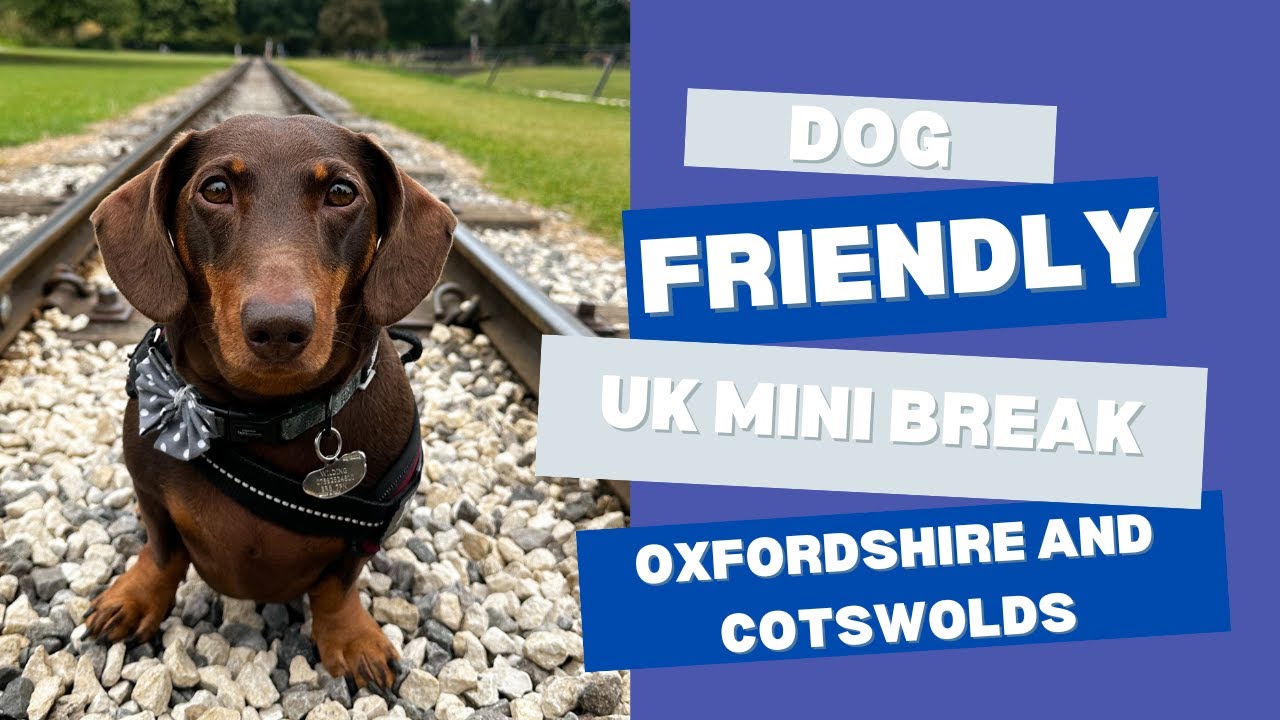 EXPLORING THE UKs ONLY DOG FRIENDLY WILDLIFE PARK | dog friendly mini ...