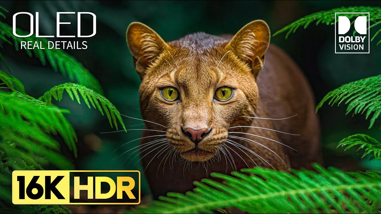 BEST OF Dolby Vision HDR 16K 120 FPS Video (8K / 4K TV TEST) - YouTube