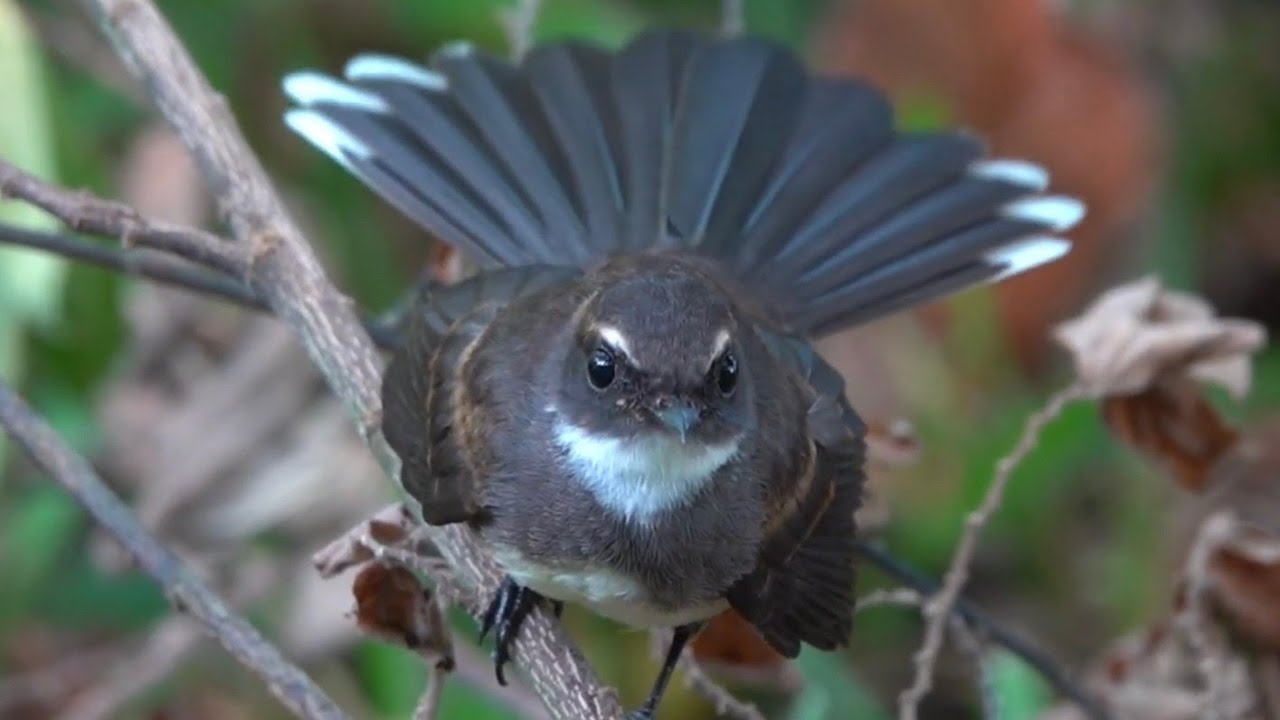 A cute little juvenile MALAYSIAN PIED FANTAIL, Singapore - YouTube
