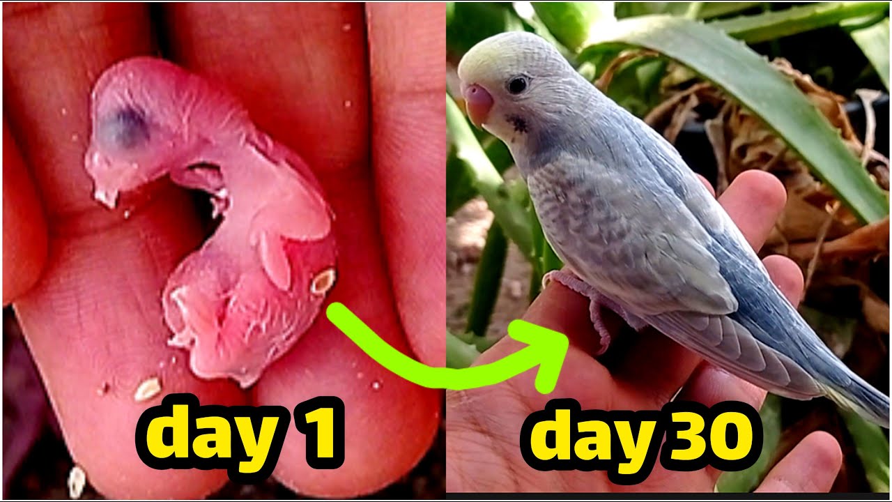 Day 1 To Day 30 |||Budgie Growth Stages #budgies #birds #pets - YouTube