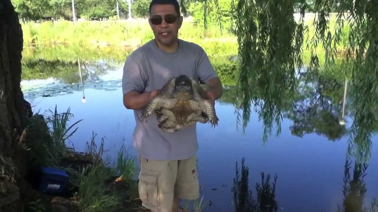 Catching a large Snapping Turtle in Humboldt Park - YouTube