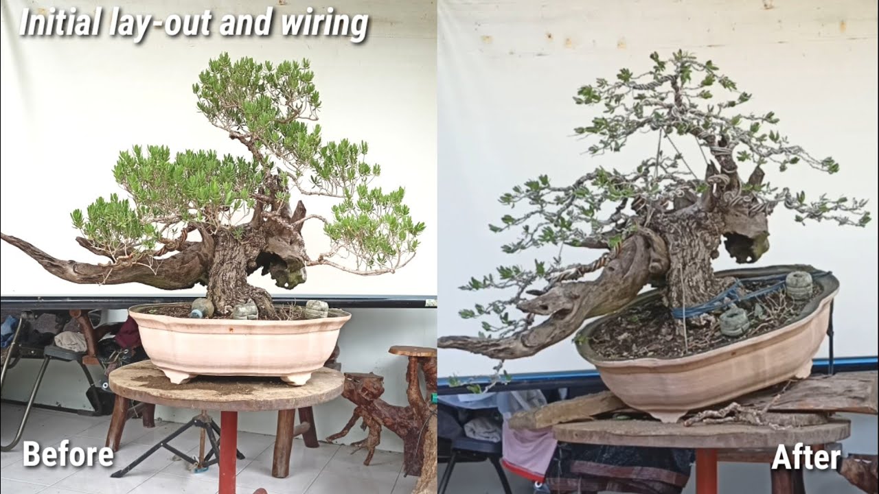 Styling Large Bonsai (Pemphis Acidula/Bantigue/Santigi) - YouTube