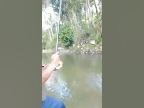 mancing di sungai pabelan, setraike ikan beles - YouTube