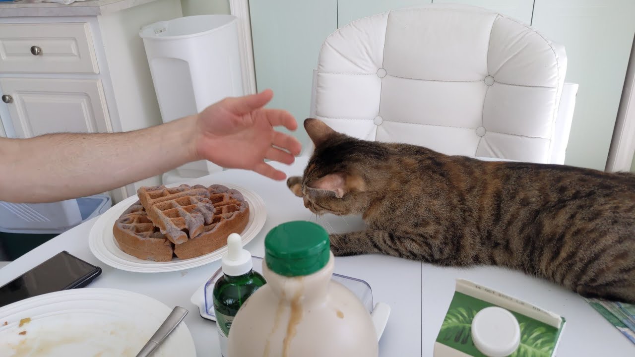 Is your cat obsessed with waffles? (big reveal at the end!!!) - YouTube