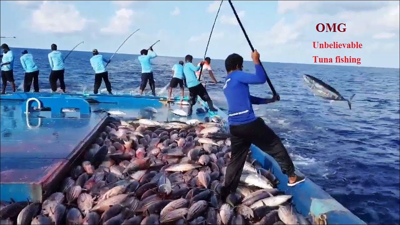 Unbelievable Tuna fishing system || Amazing Tuna fishing || Adventure ...