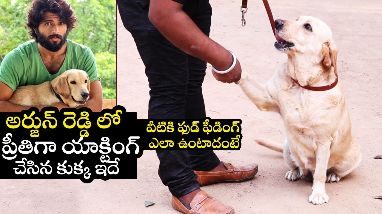 Arjun Reddy Movie Pet Preeti | Best and Excellent Dog Training ...