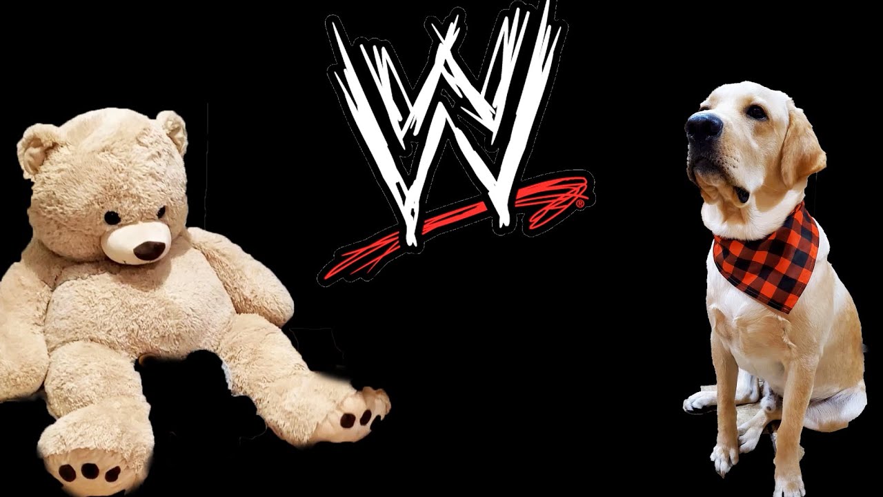 Dog vs Teddy Bear Wrestling Match | Dog Showing Aggression | Funny Dog ...