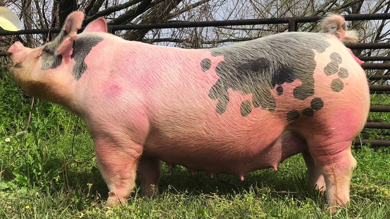 Spotted Poland China Hogs
