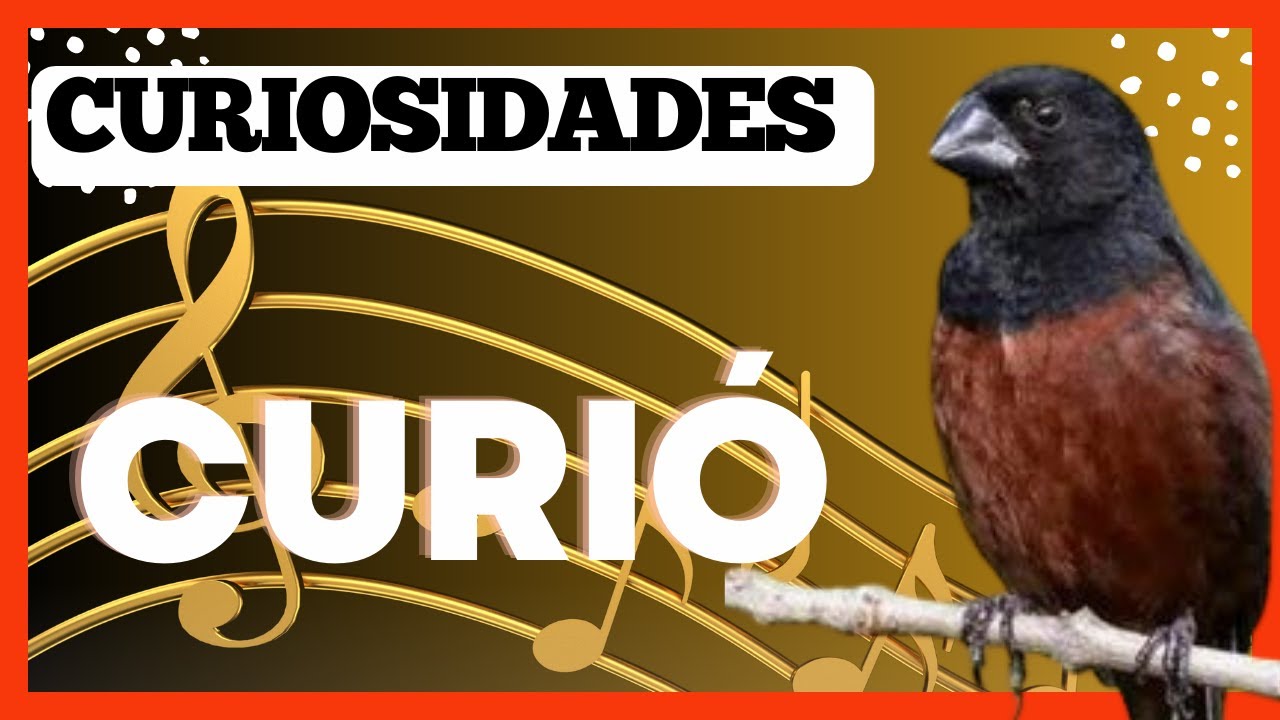 INACREDITÁVEL! CONHEÇA O PÁSSARO CURIÓ: UM PÁSSARO ENCANTADOR EM TODO ...