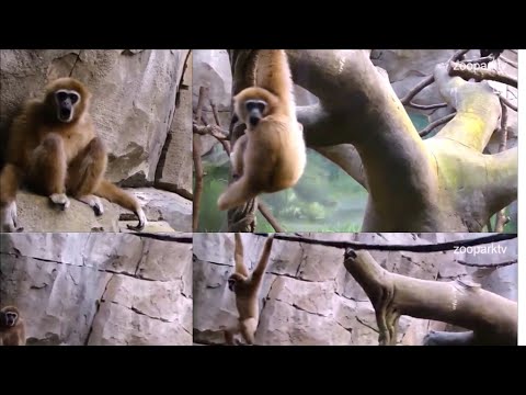 Tarzan Monkey Jumping - Tullanan Meymun | Zoo