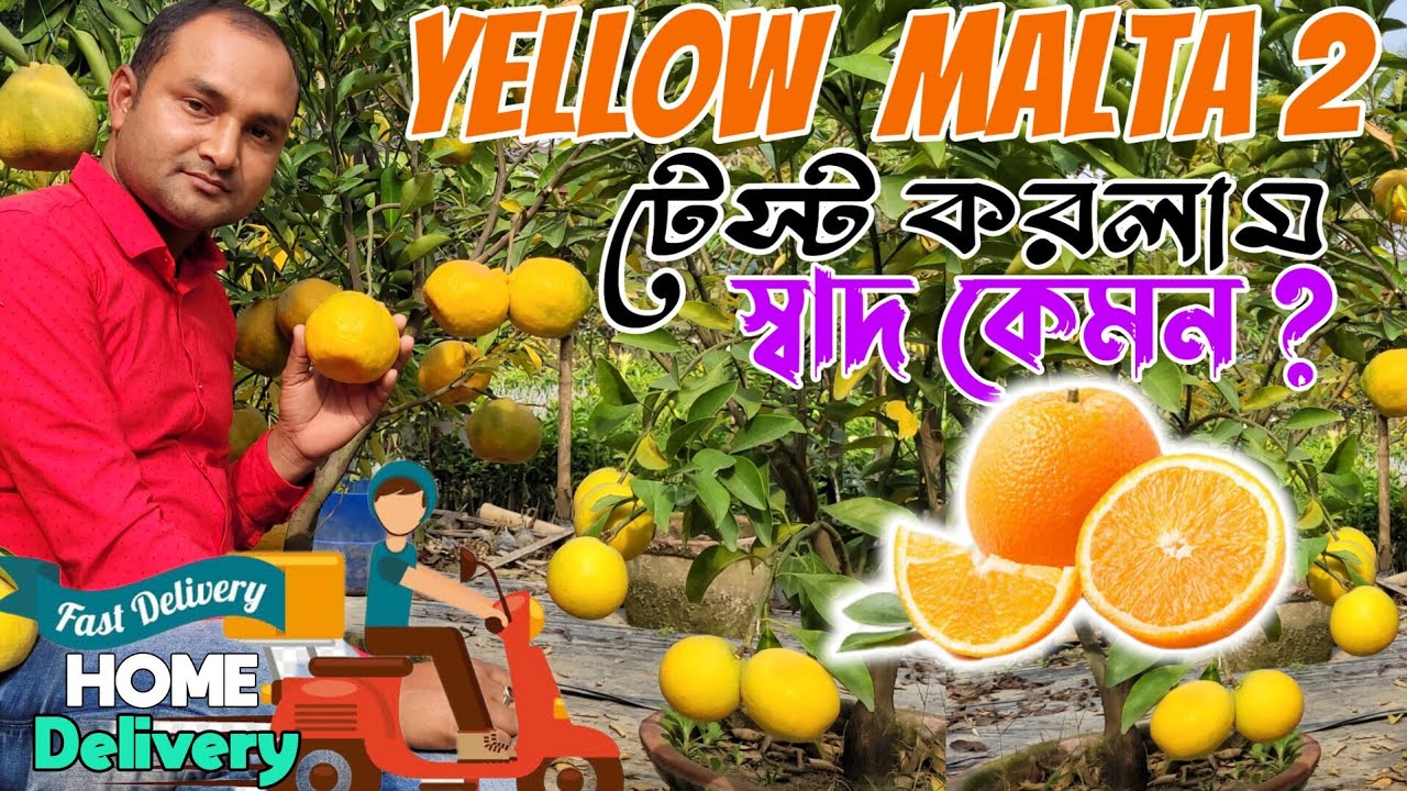 yellow 2 malta স্বাদ কেমন জানুন। আর থাকবেনা রস শুকানোর ভয়। - YouTube