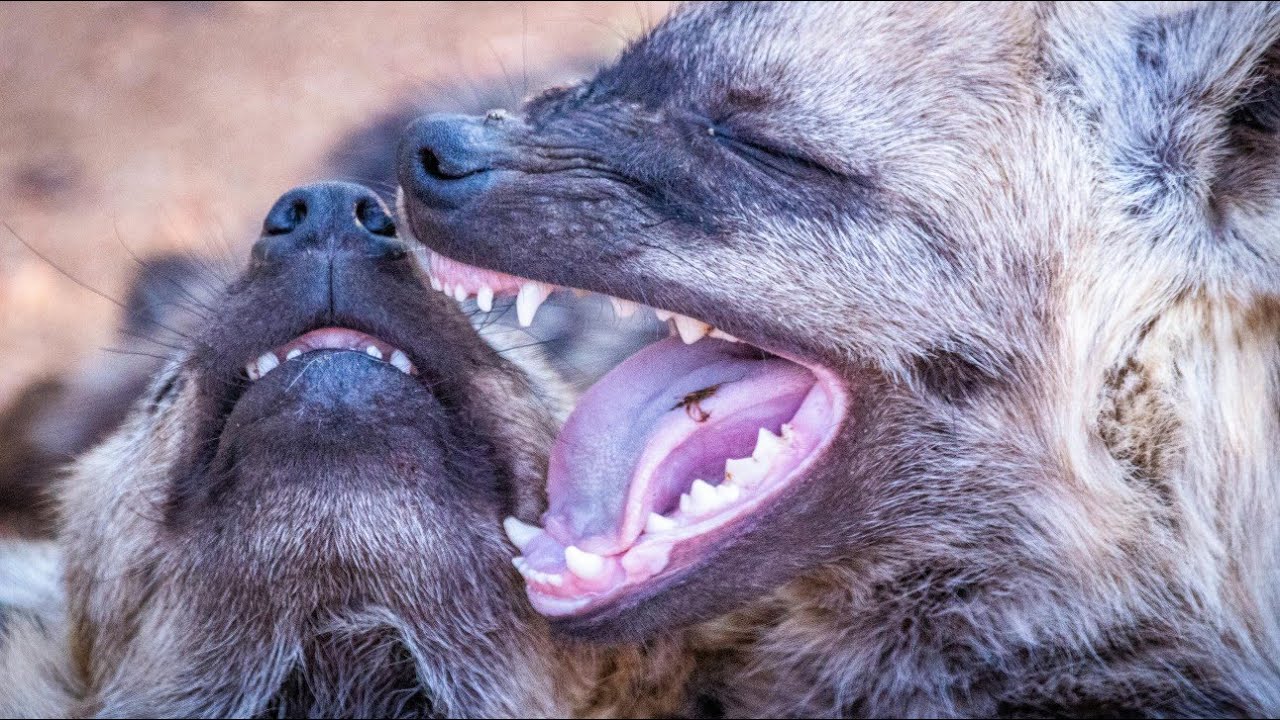 ضحك الضباع 🐆 - YouTube