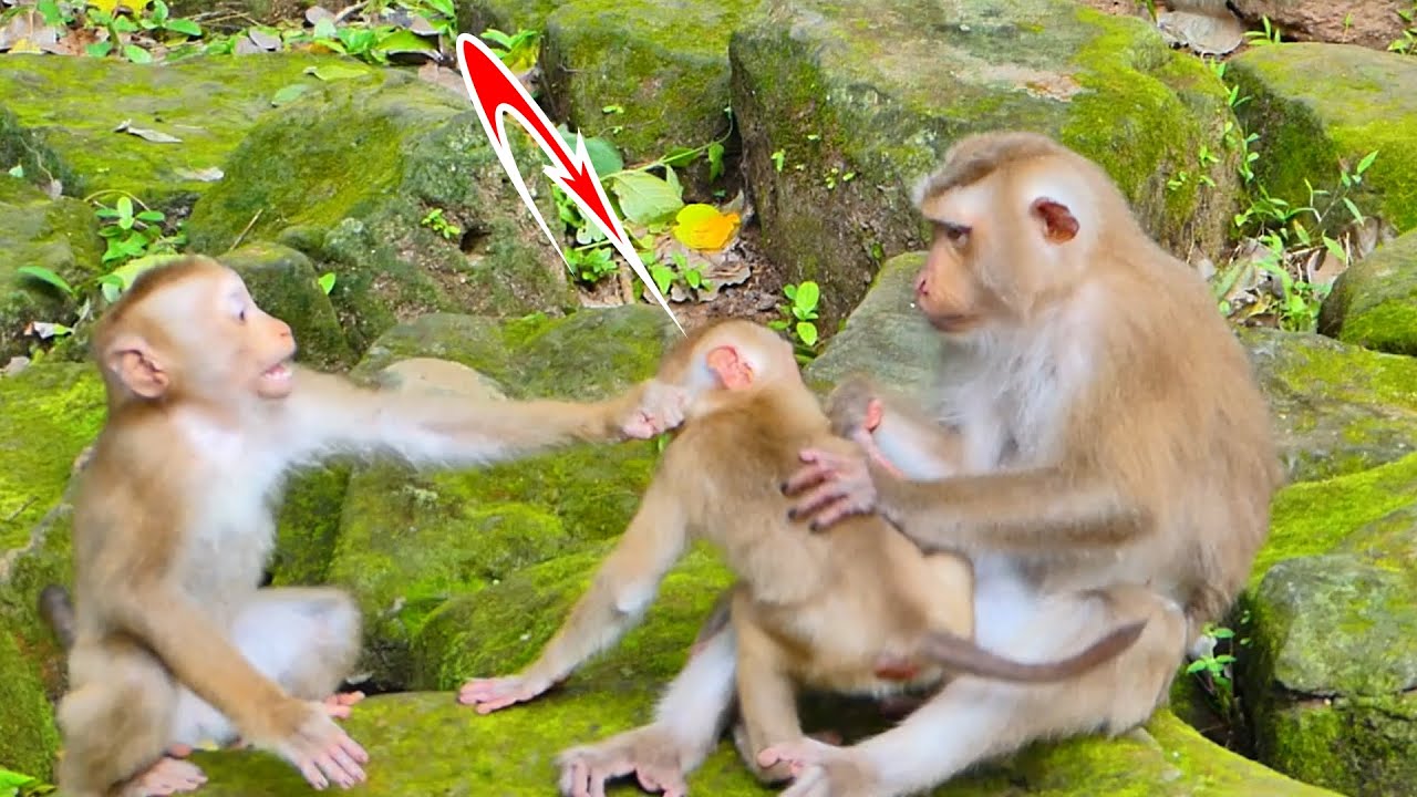 Monkey Lucie tries annoying Little Jovi to get milk from Mama and Joyce ...