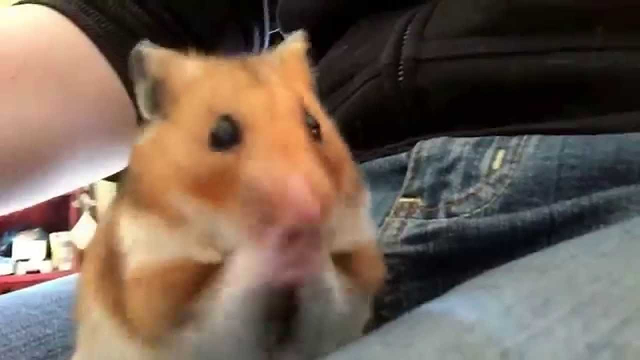 Hamster washing face - cleaning with paws - YouTube