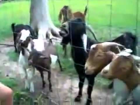 Derdini Anlatmaya Çalışan Komik Keçi