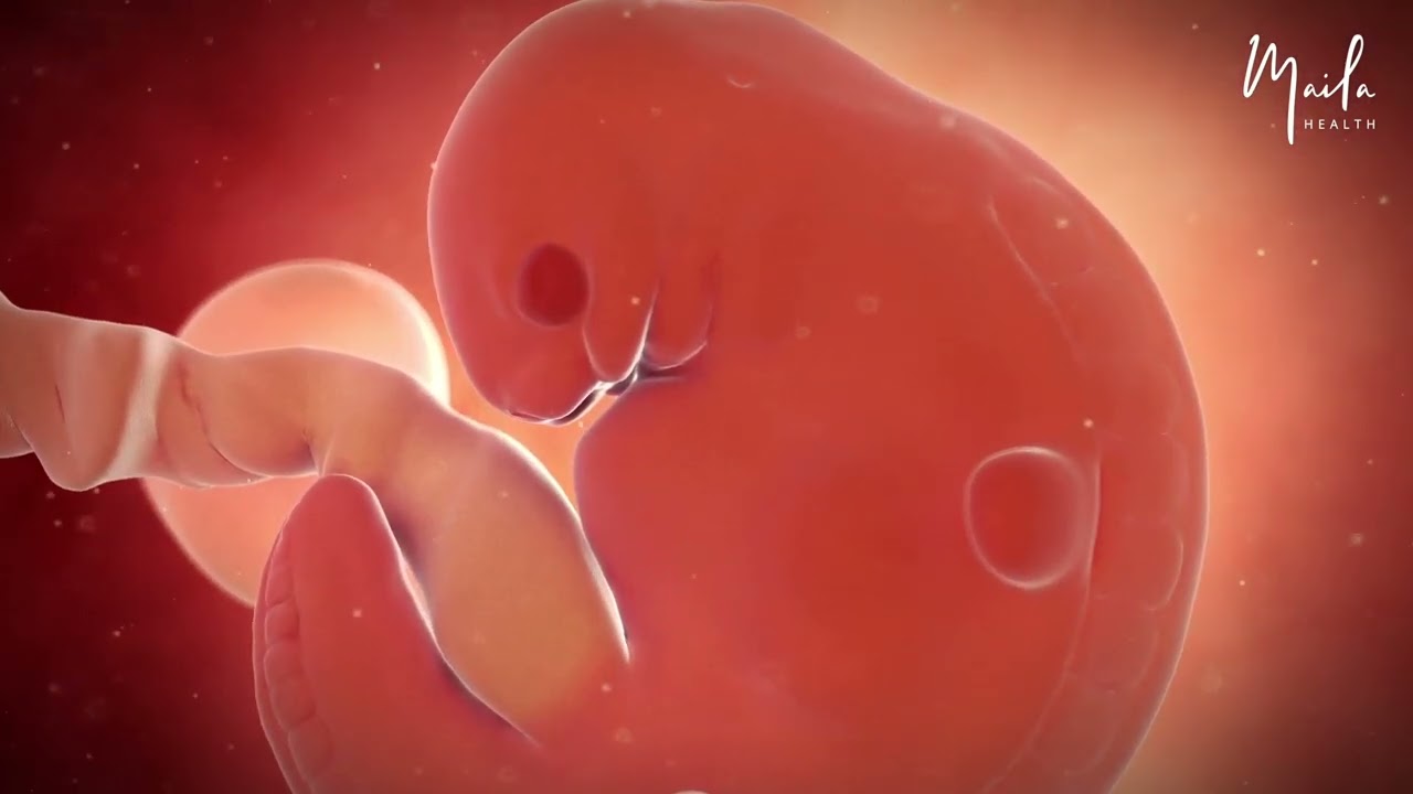 6 Weeks of Pregnancy: Embryonic Stage - YouTube