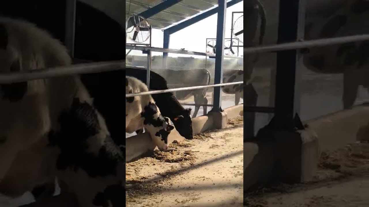 Beutifull Dairy Farm Of Our Family In Islamabad Pakistan YouTube beutifull-dairy-farm-of-our-family-in-islamabad-pakistan-youtube