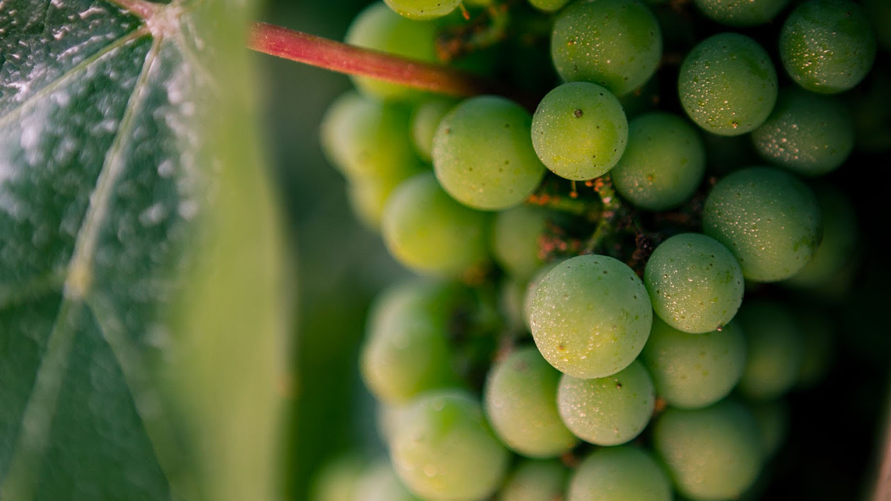 Urban grapes store