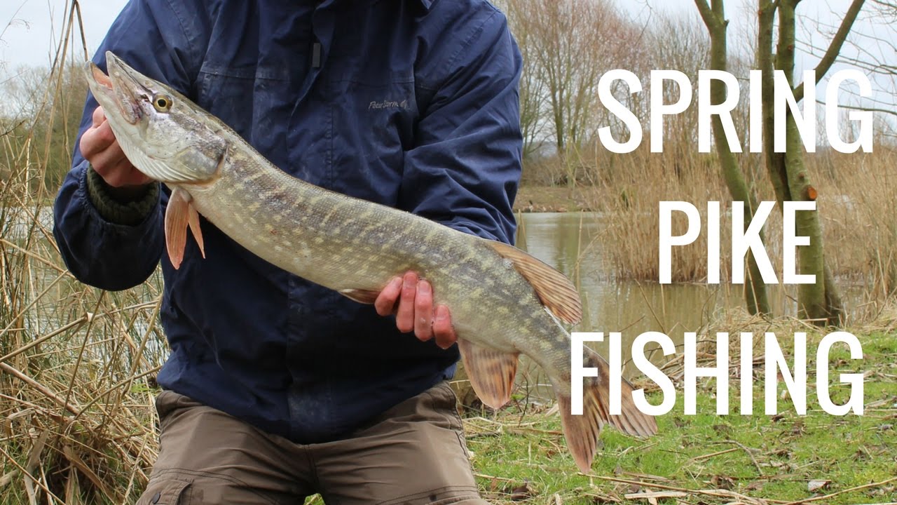 SPRING PIKE FISHING - TODBER MANOR/CANAL/RIVER AVON - DEADBAIT/LURES ...
