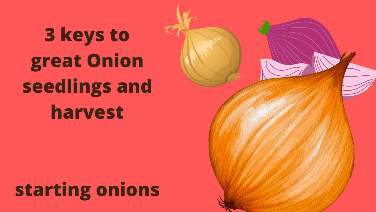 3 keys to starting onions that lead to a great harvest - YouTube