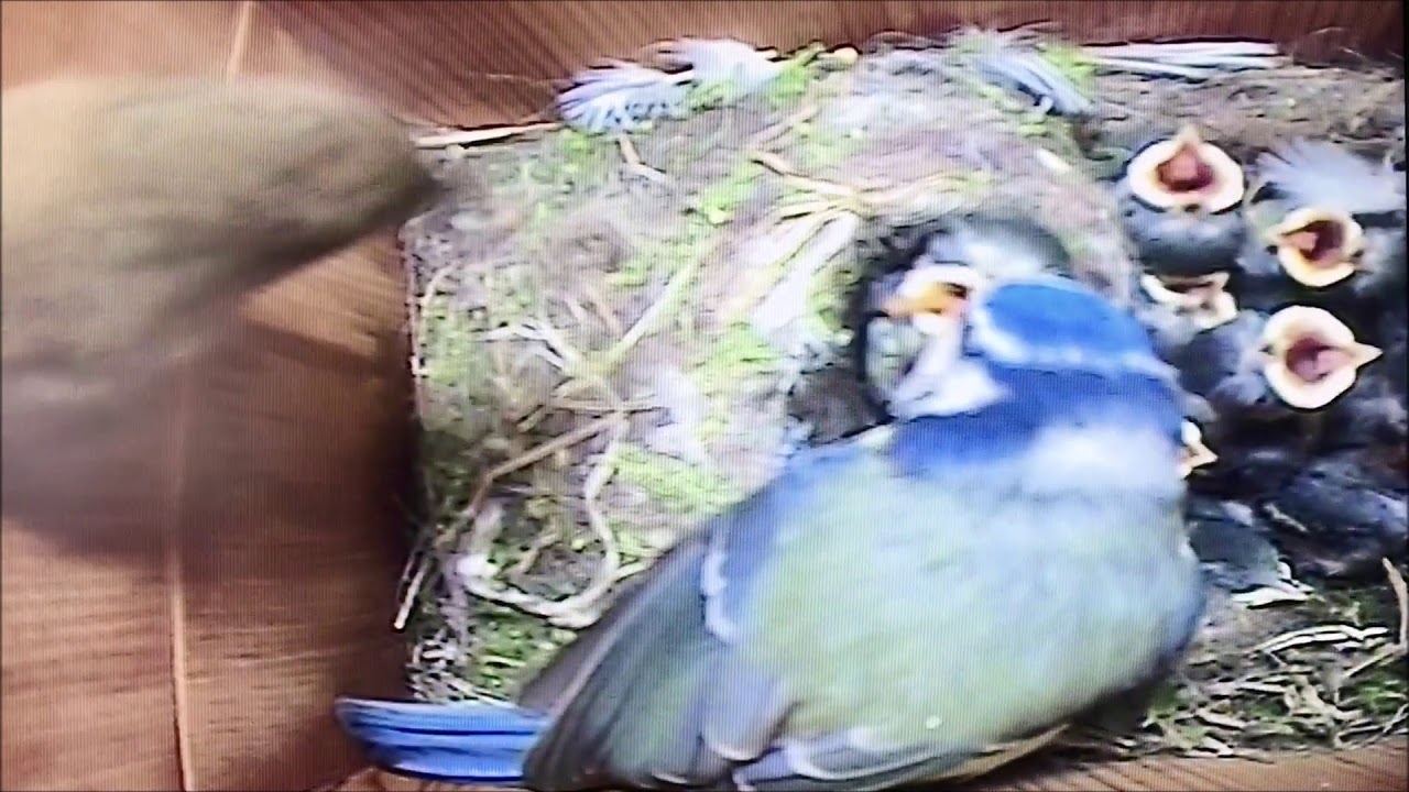 Wren Feeding Blue Tit Chicks [14th May 2020] Springwatch BBC - YouTube