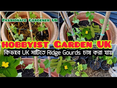 How to grow ridge gourds in a pots | Zinggah gaach | Hobbyist Gardening ...