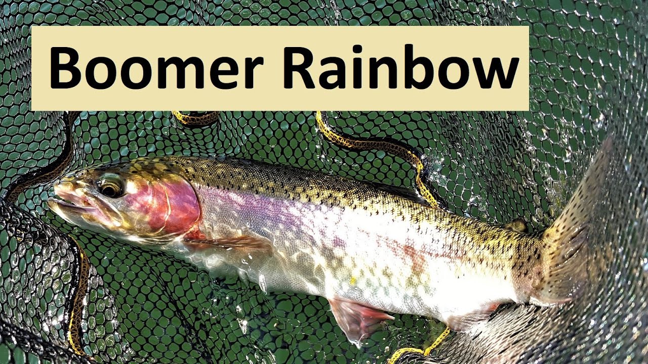Boomer Rainbow - The Last Autumn Fishing Trip (Sept 21-2023) in British ...