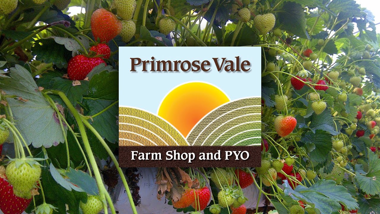 Primrose Vale - Pick your own fruit and vegetables in Gloucestershire ...