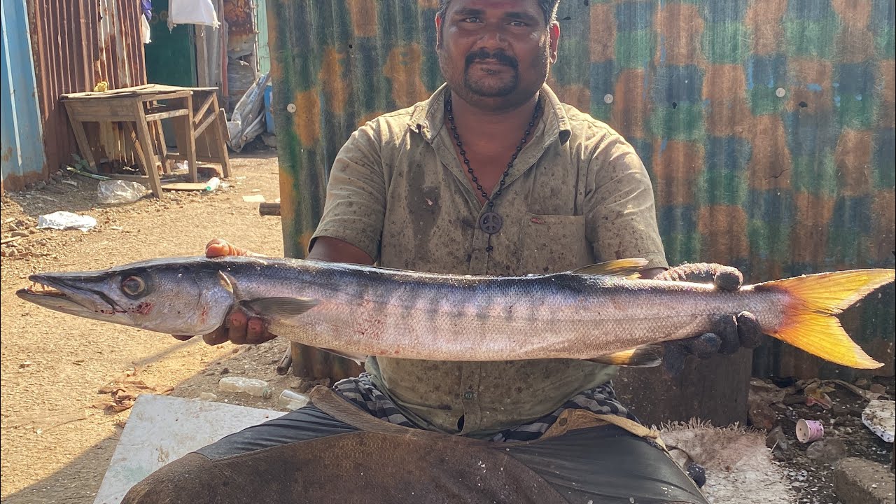 BIG SIZE BARRACUDA FISH CUTS🔪FRESLY FLESH FISH CUTS🔪KF FISH CUTS - YouTube