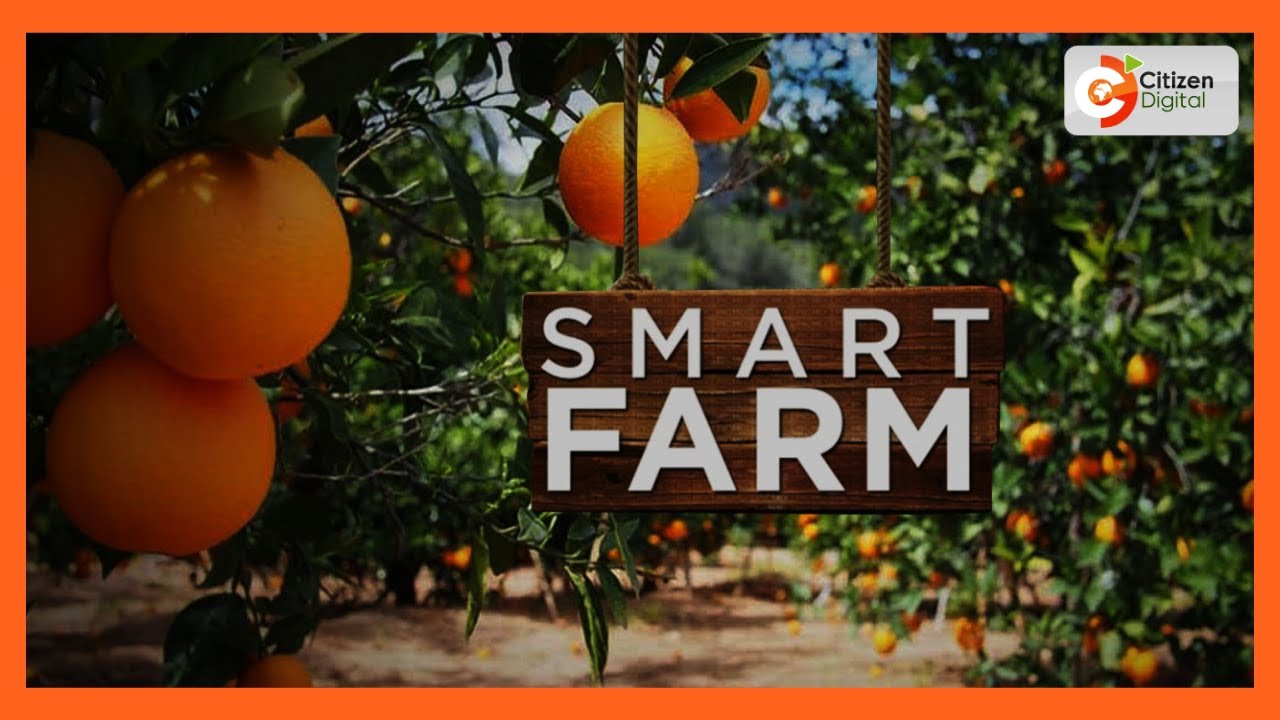 Smart Farm | Focus on pixie farming in Makueni County - YouTube