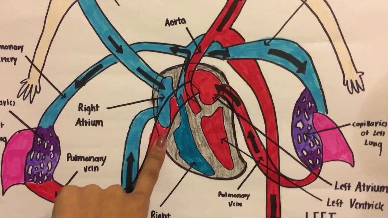 circulatory system :-) - YouTube