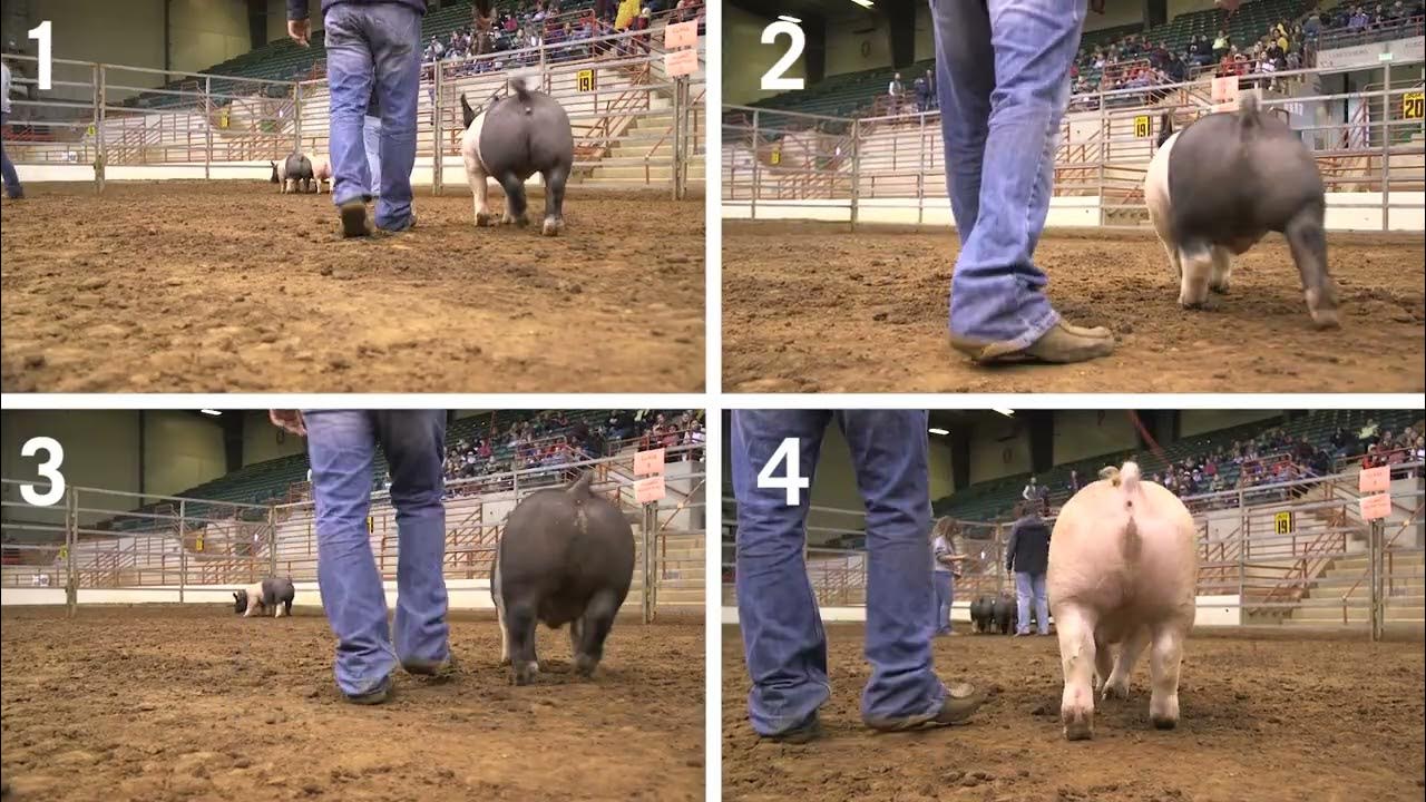 4-H Swine Judging: Example 2- Prospect Market Hogs - YouTube