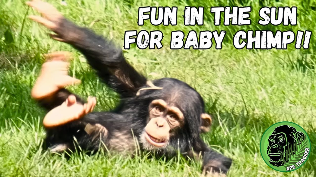 Adorable Baby Chimp Having Fun In The Sun! - YouTube