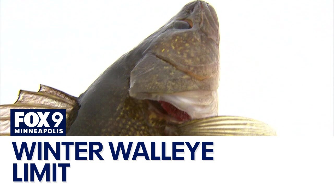 Resorts glad to see higher Mille Lacs walleye limit - YouTube