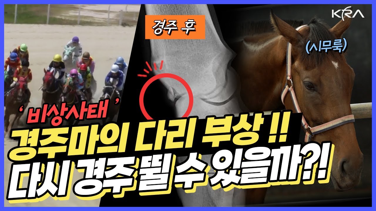 경주마의 다리 부상!🤕 다시 주로에서 뛸 수 있을까? Horse injured during racingㅣHow to fix a ...