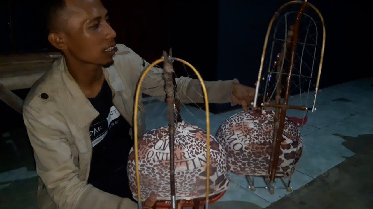 CARA MENJEBAK PERKUTUT KATURANGGAN‼️ - YouTube