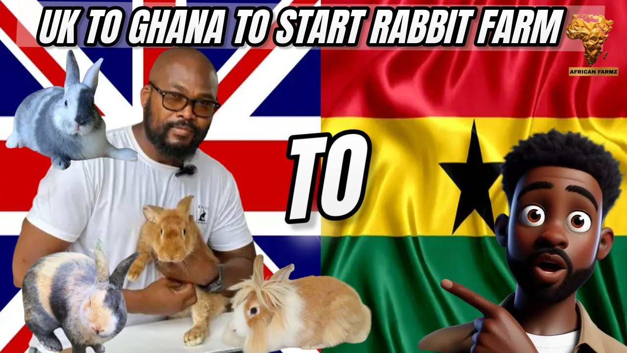 How He Produced More Than 200 Rabbits In Just 9 Months || Farming ...