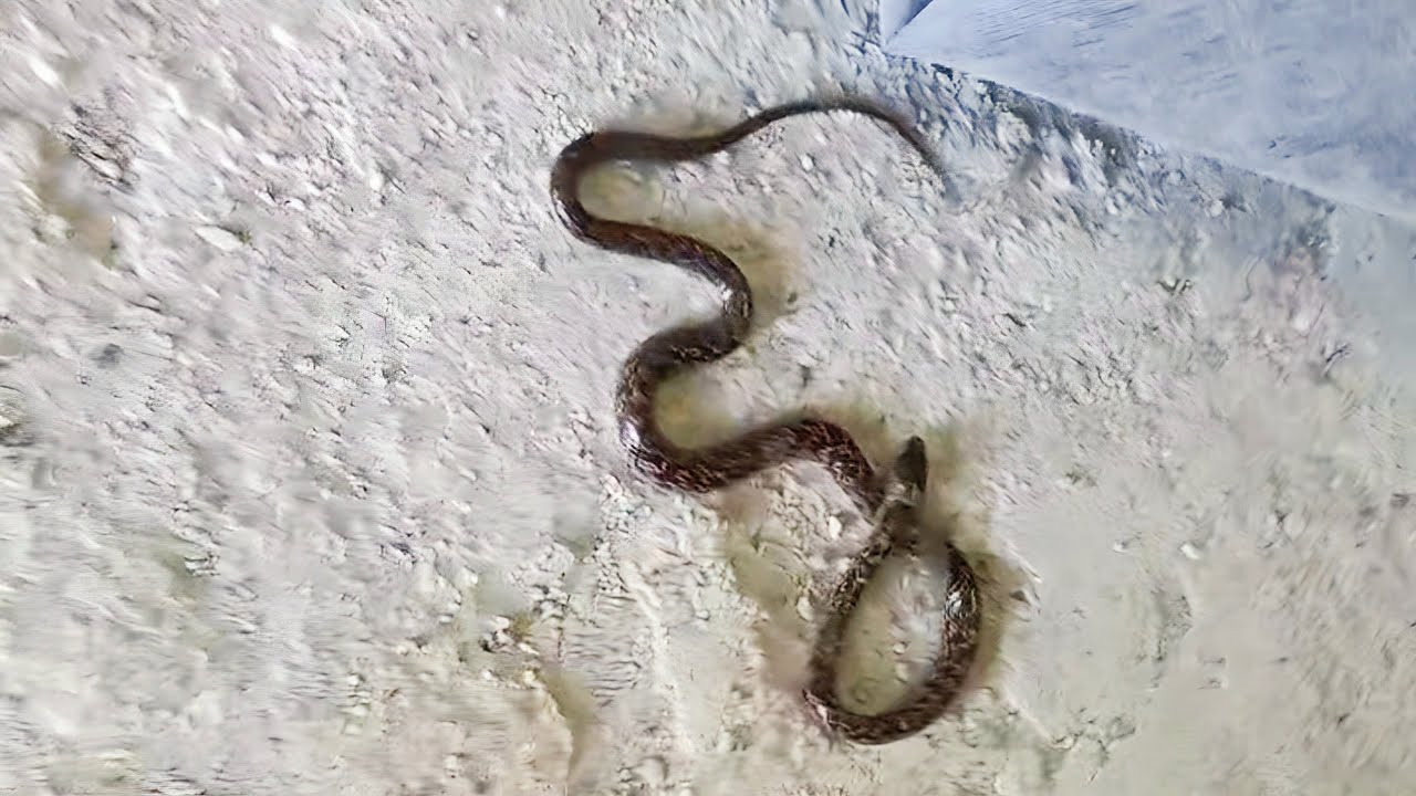 Little King Cobra Look Like This | King Cobra | - YouTube