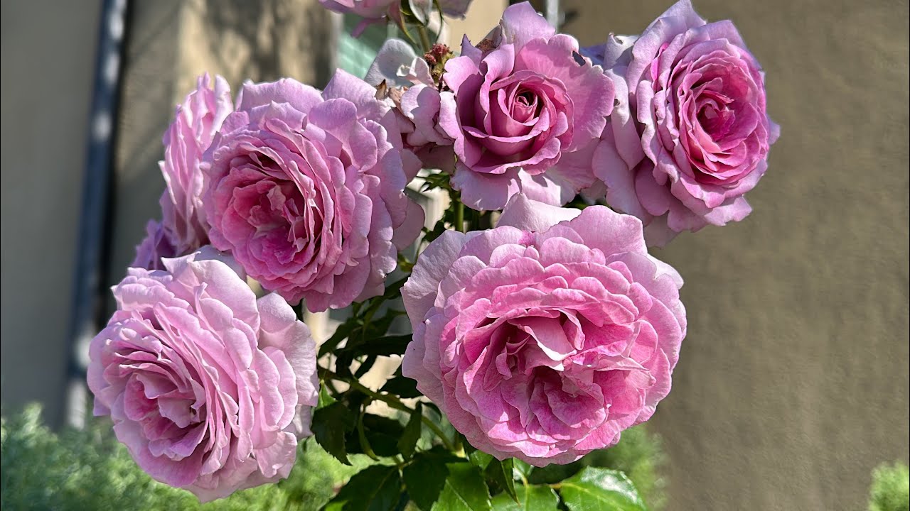 Violet’s Pride Rose is so beautiful #rose #weeksroses - YouTube