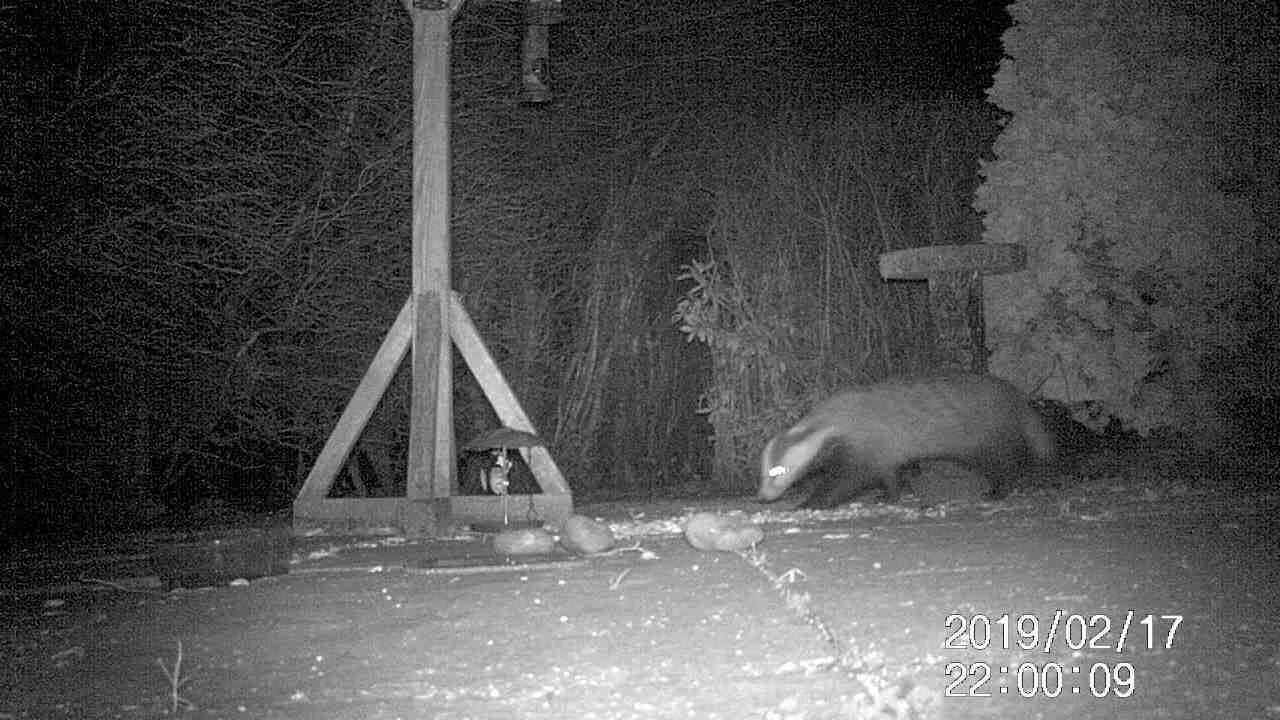 Badger poop? - YouTube