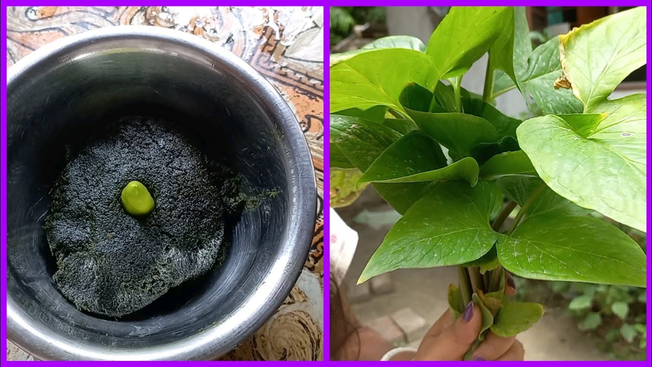 Bengla Vlog || Kharkol Pata Bata Ba Ghatkol Pata Bata Recipe In Bengali ...