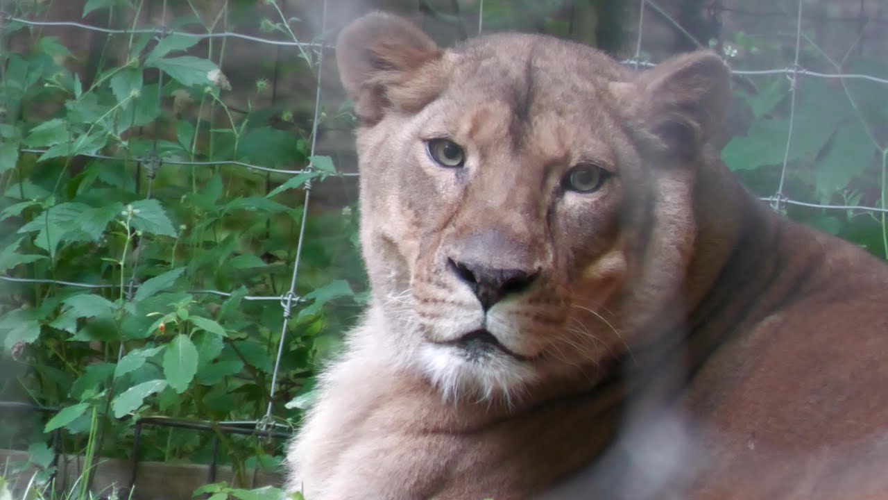 Congo lion | Animal kingdom - YouTube