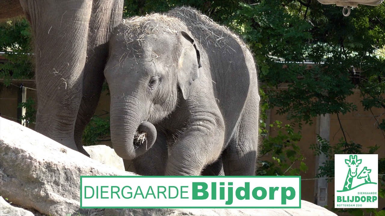 Diergaarde Blijdorp (Trailer) - YouTube