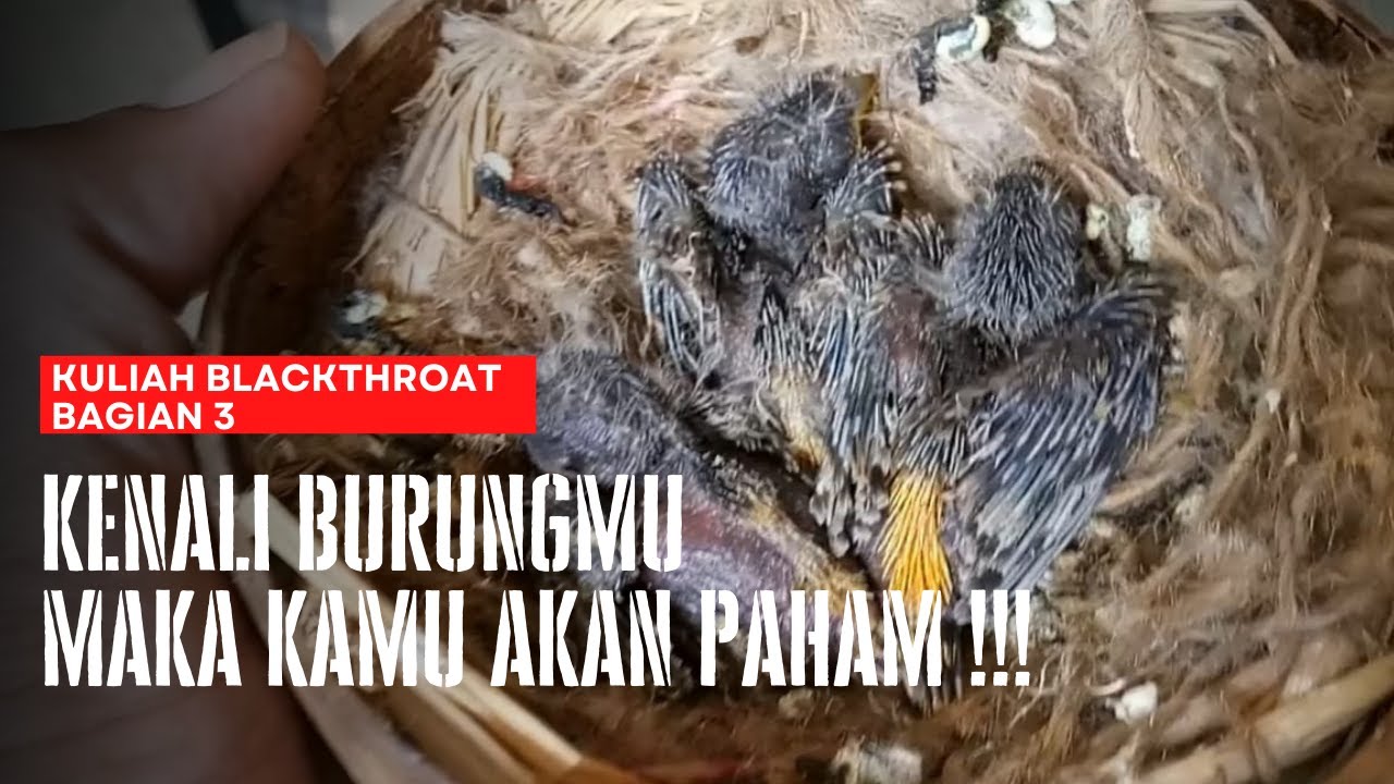 Kenali Burung Blackthroat Dengan Melihat Karakter Jantan & Betinanya ...