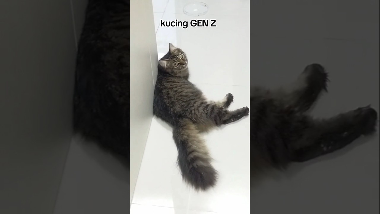 Gen Z #cat #imut #anime #catlover #kucinglucu #funny #cute #gaming #fyp ...