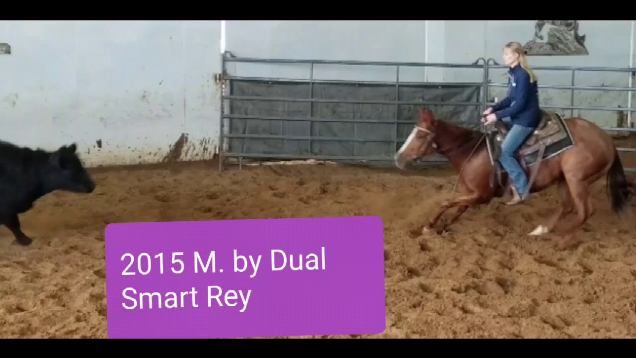 Sunshine-2015 dual smart rey mare - YouTube