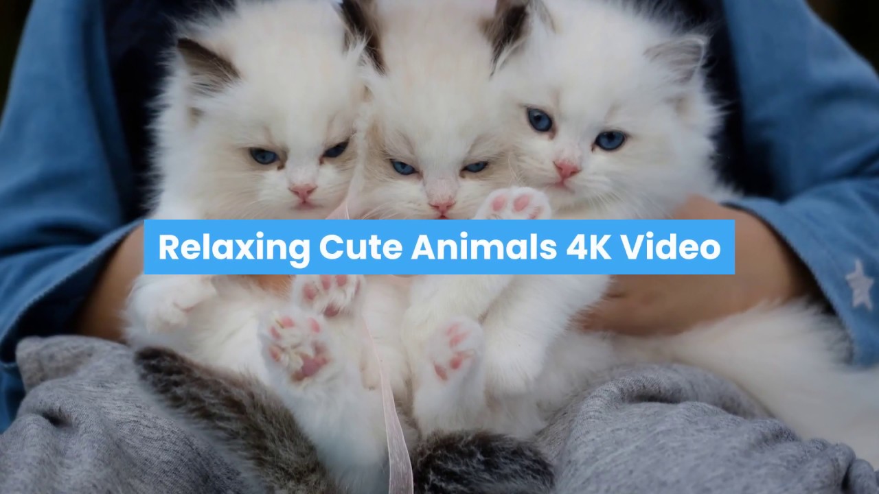 Eye Relaxing Cute Animal 4K Video - YouTube