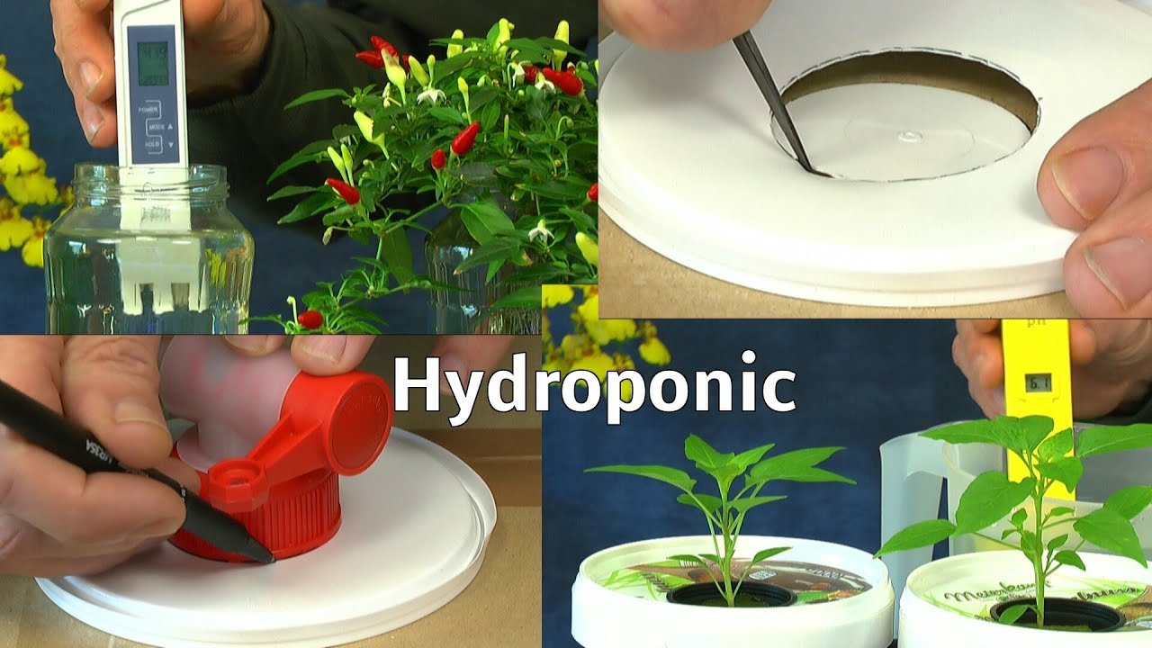 Chili Hydroponik das nächste Experiment kann beginnen in der Hydroponic ...