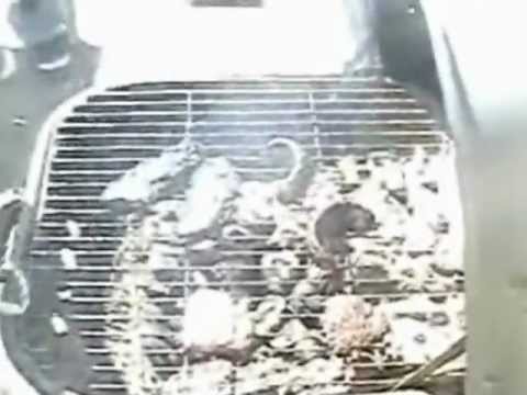 Angry Grandpa's Family Cookout - YouTube